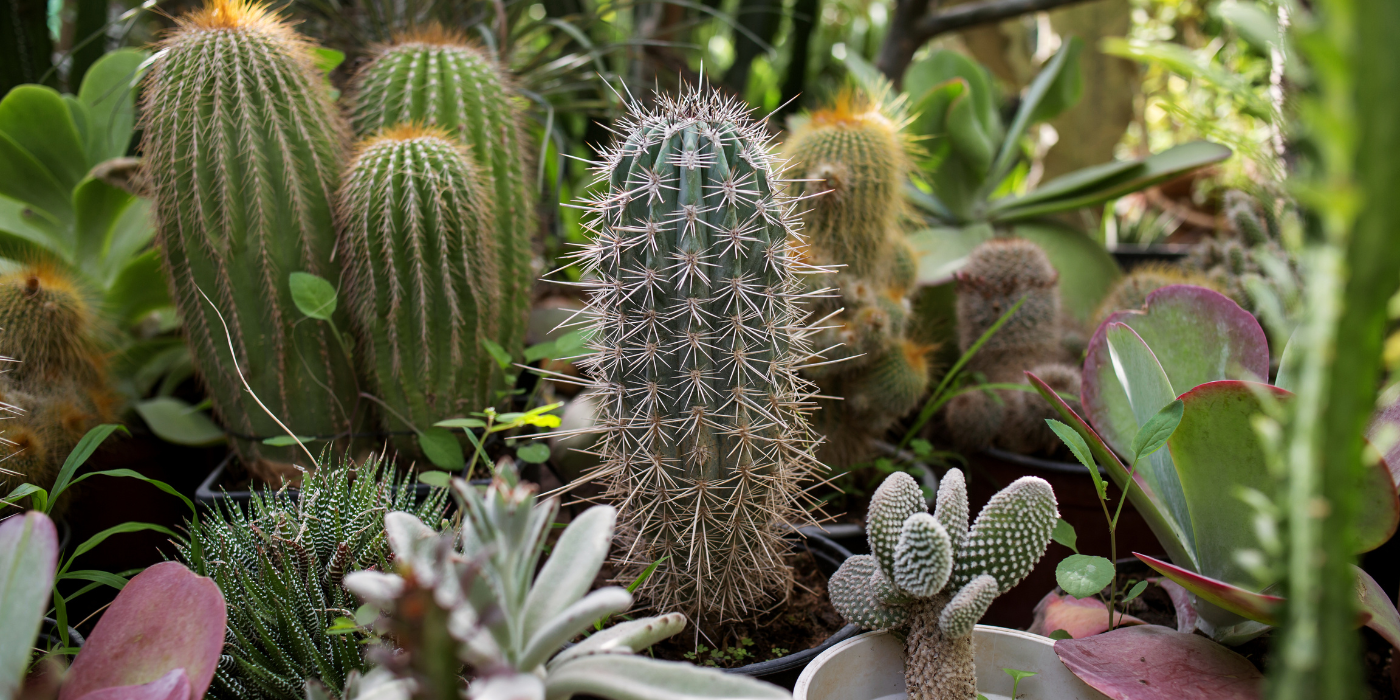 7 Plant Displays With the Latest Garden Trends