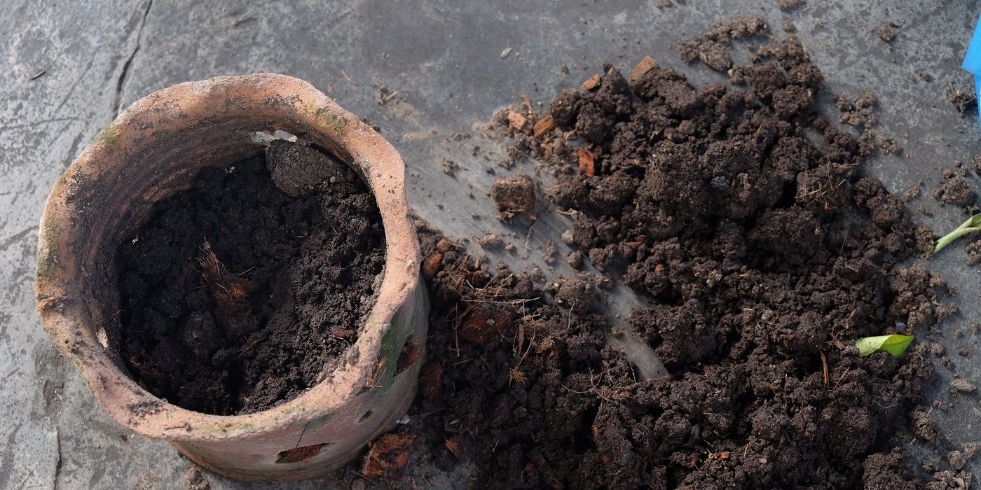 Which Potting Soil Is Best For Vegetables in Containers?