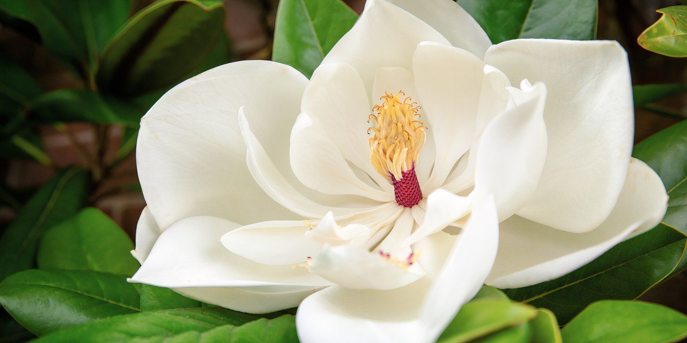 Flowers With Large Blooms: 5 Vibrant Options to Consider For Your Garden