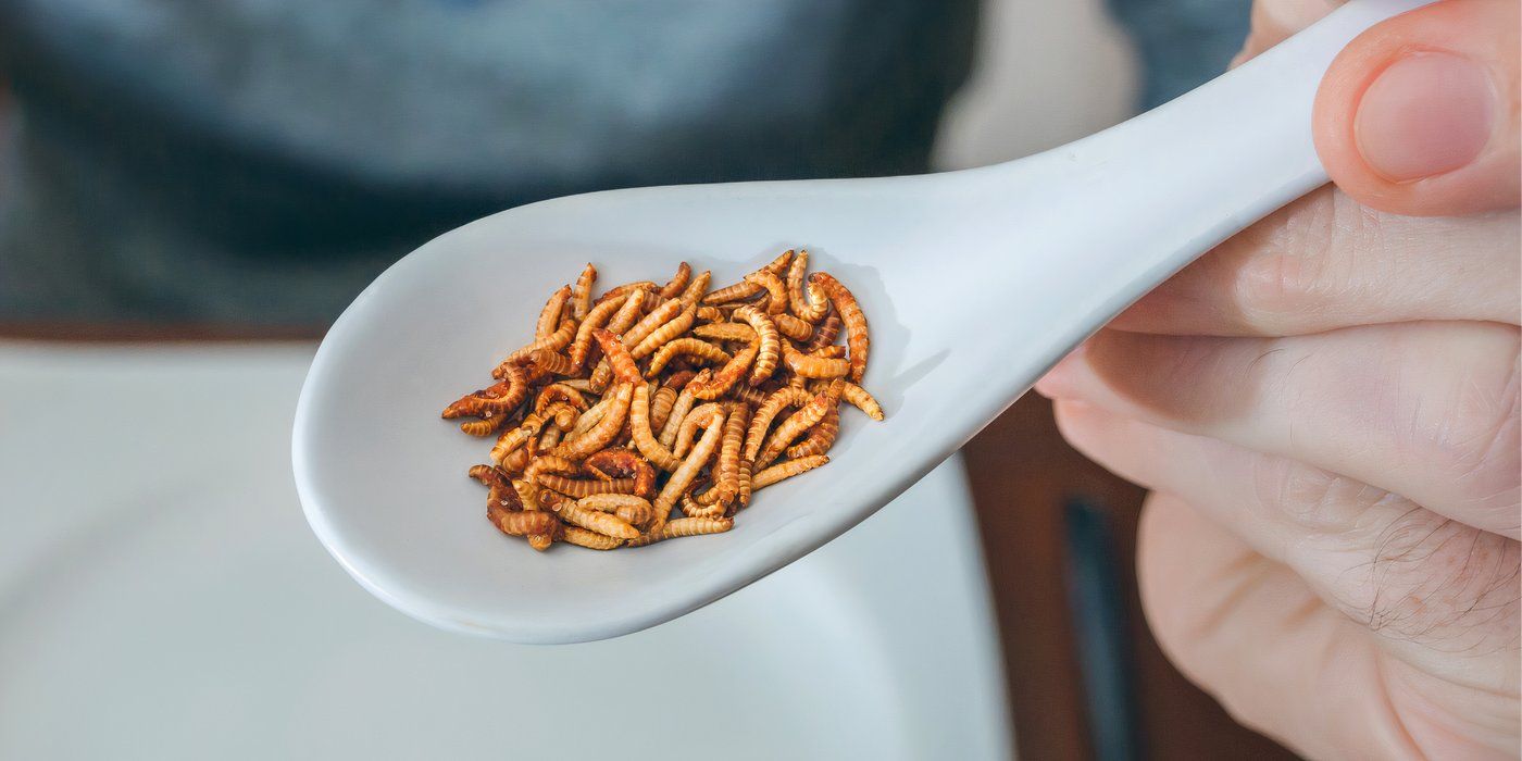Eating Insects For Food: What Are the Benefits?