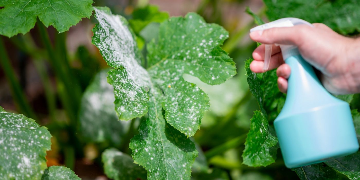 11 Reasons Why Hydrogen Peroxide For Plants is a Must