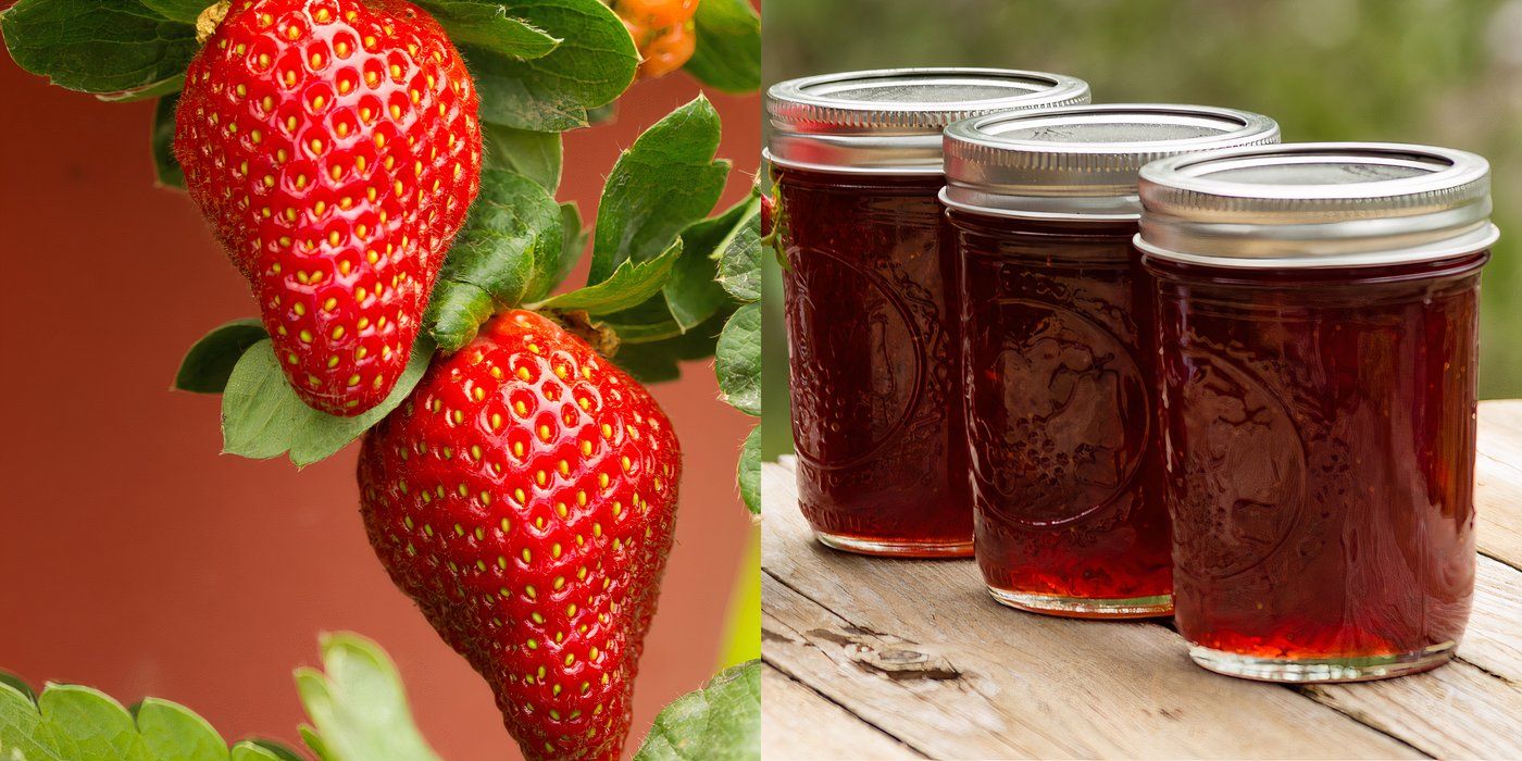 How To Grow Berries: 6 Garden Berries Perfect for Preserves Recipes