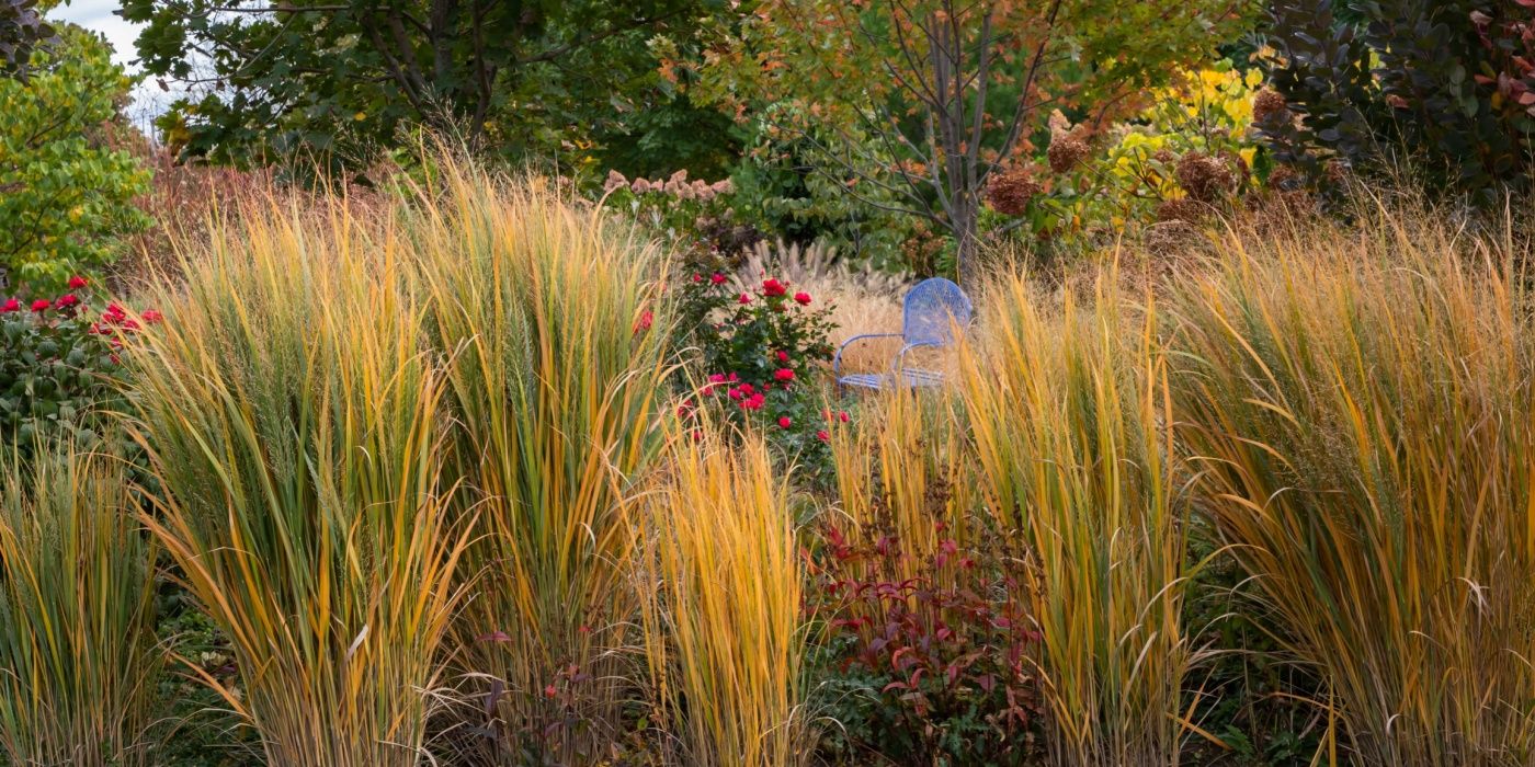Transform Your Backyard with Native Prairie Landscaping for Sustainability!