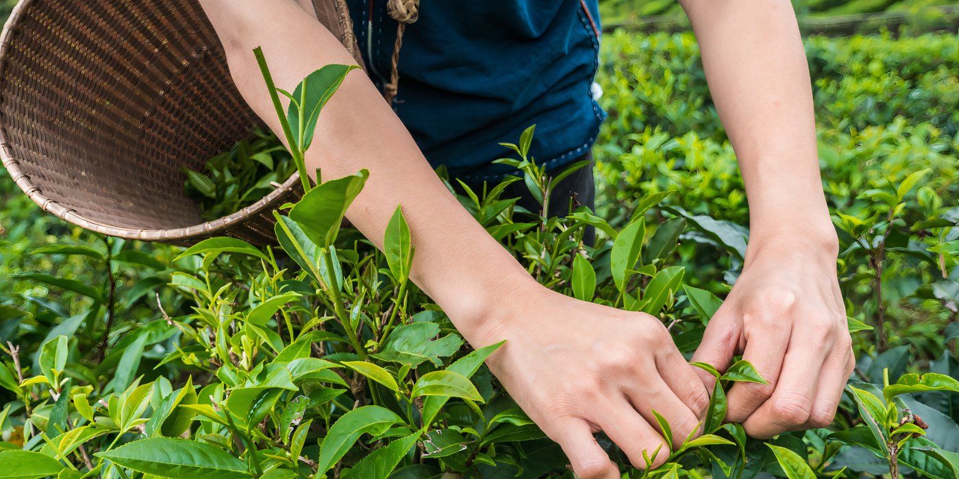 Create Your Own Functional Tea Garden With These 5 Plants
