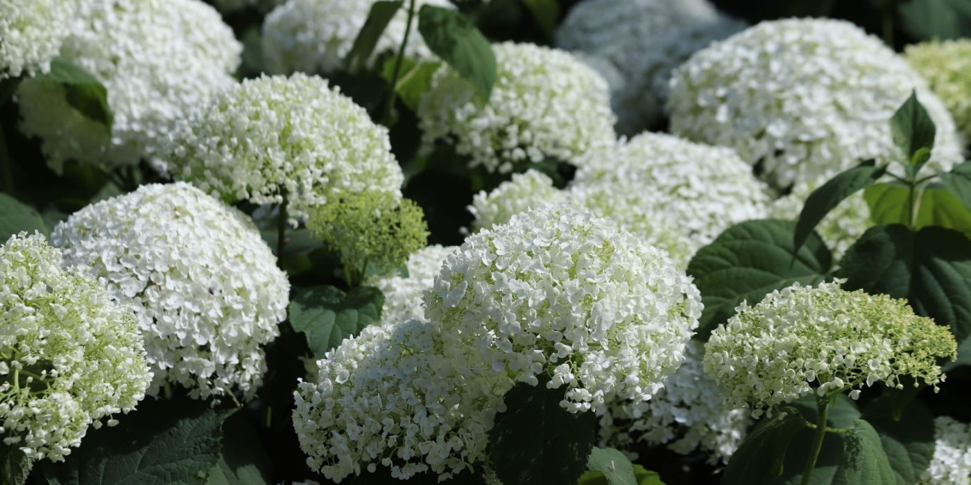 Twilight Treasures: 7 Plants and Flowers to Flourish in Your Moon Garden