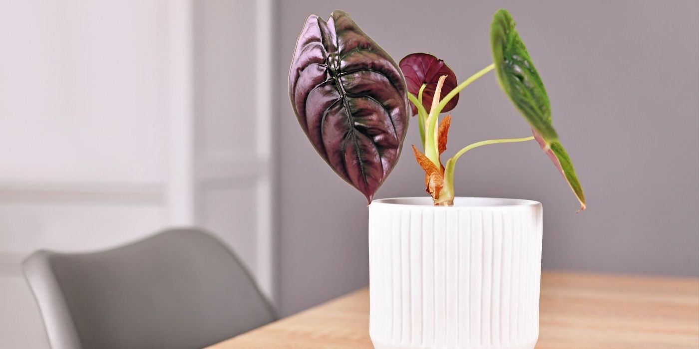 8 Rare Houseplants That Will Leave Your Guests in Awe