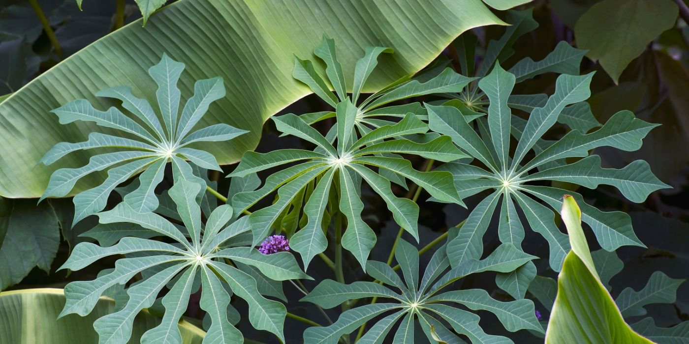 Plants with Strange Yet Stunning Leaves