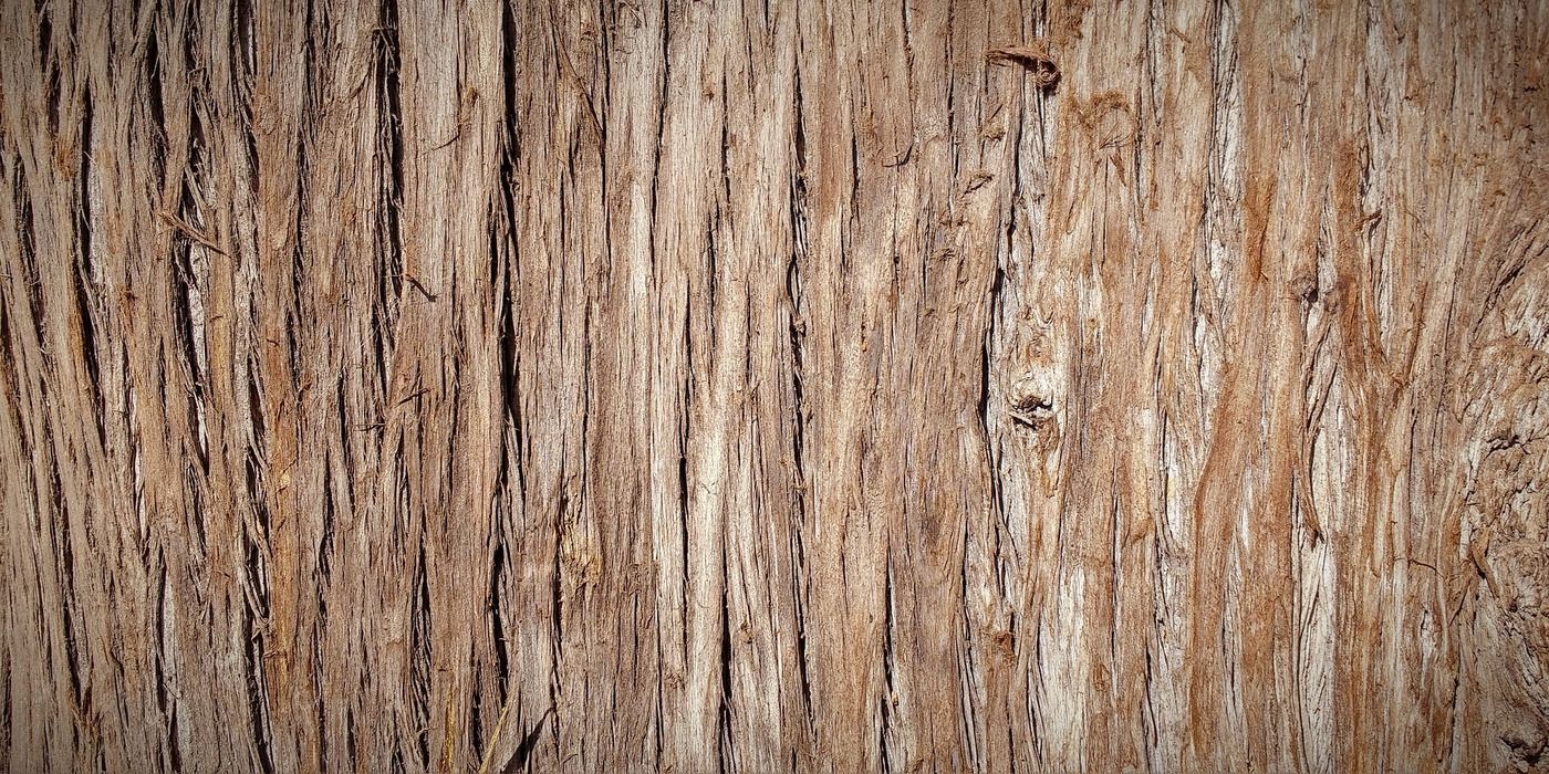 Enhance Your Garden with Unique Tree Bark Textures