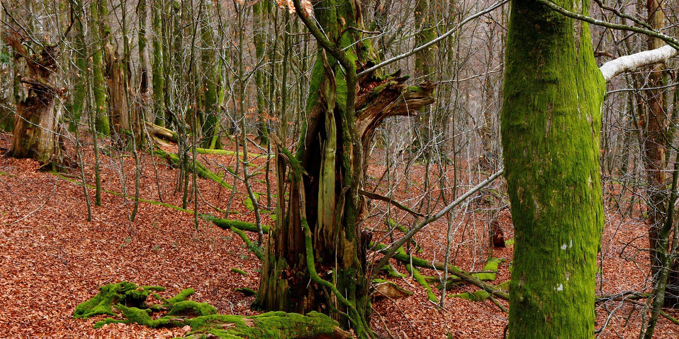 Tree Moss: How to Handle It and What It Means for Your Trees