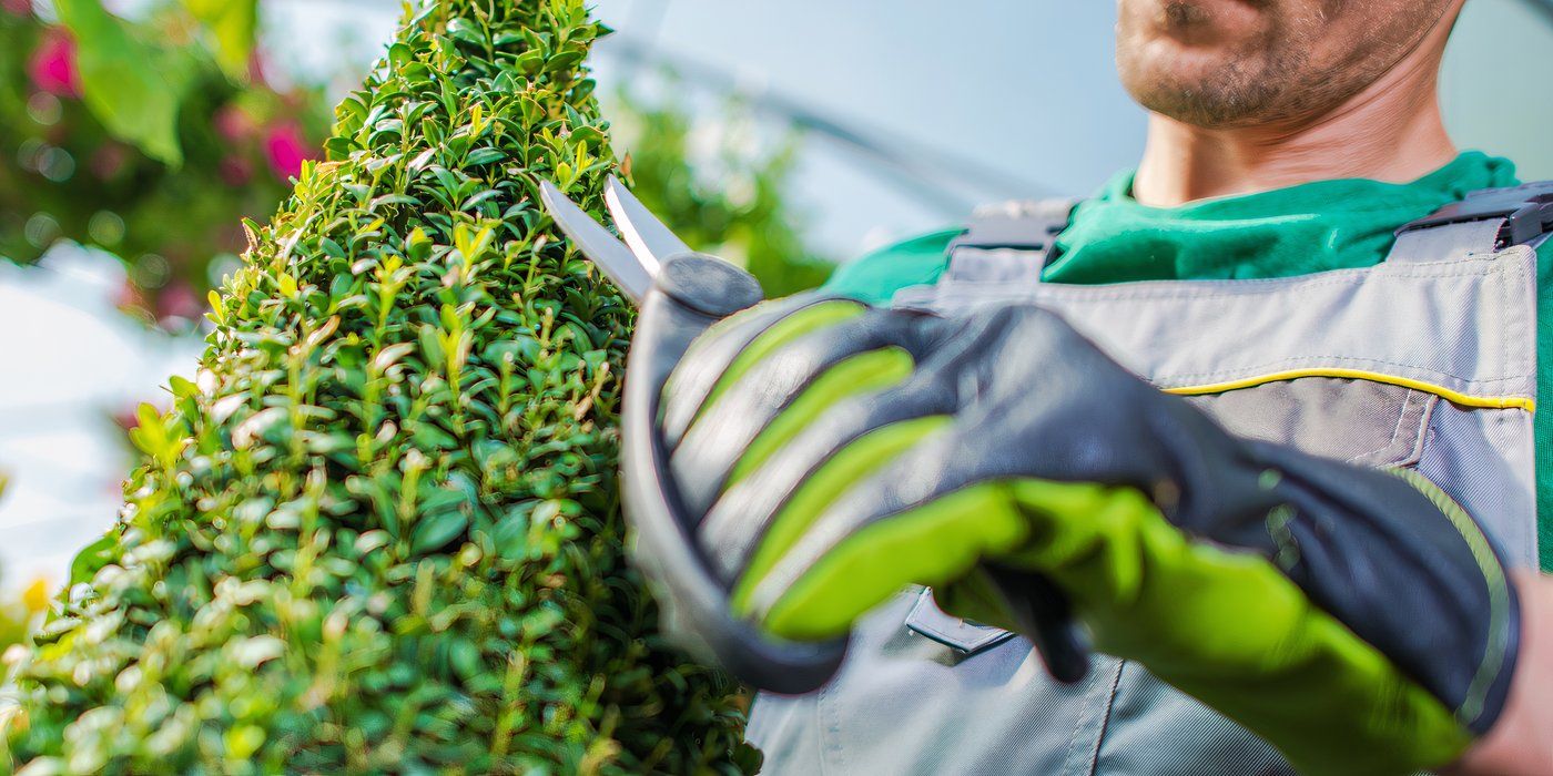 Shaping Shrubs and Bushes: Create a Stunning Landscape Design