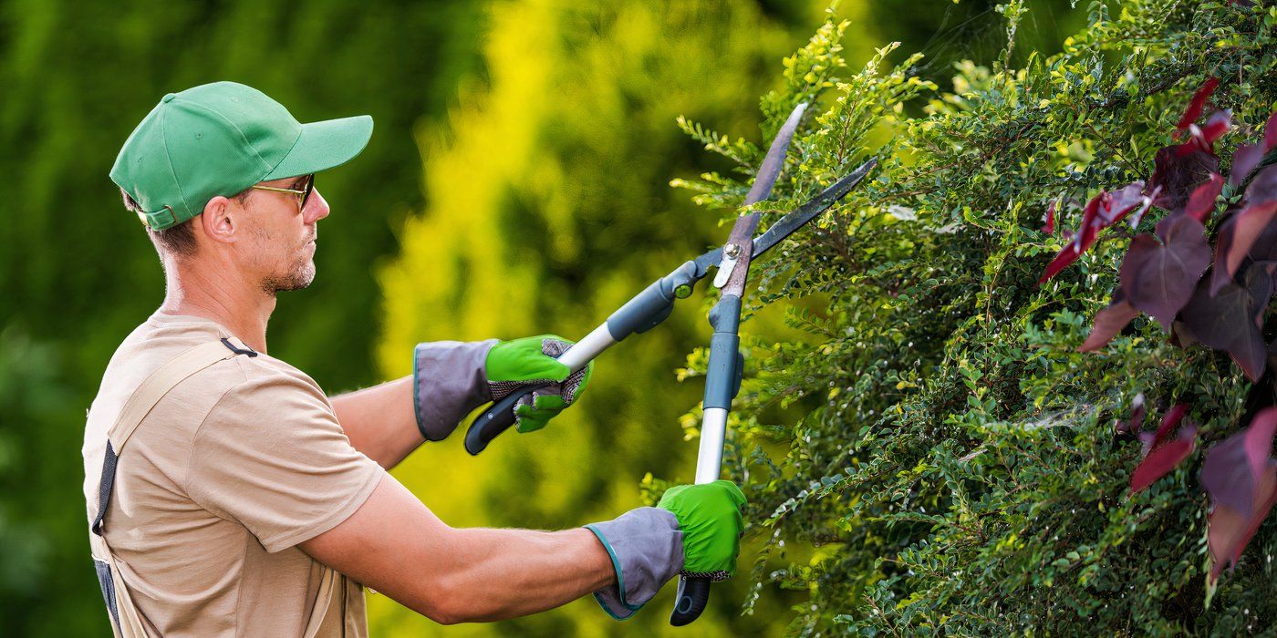 Topiary Gardening: Learn How To Grow Boxwood and Make Garden Art