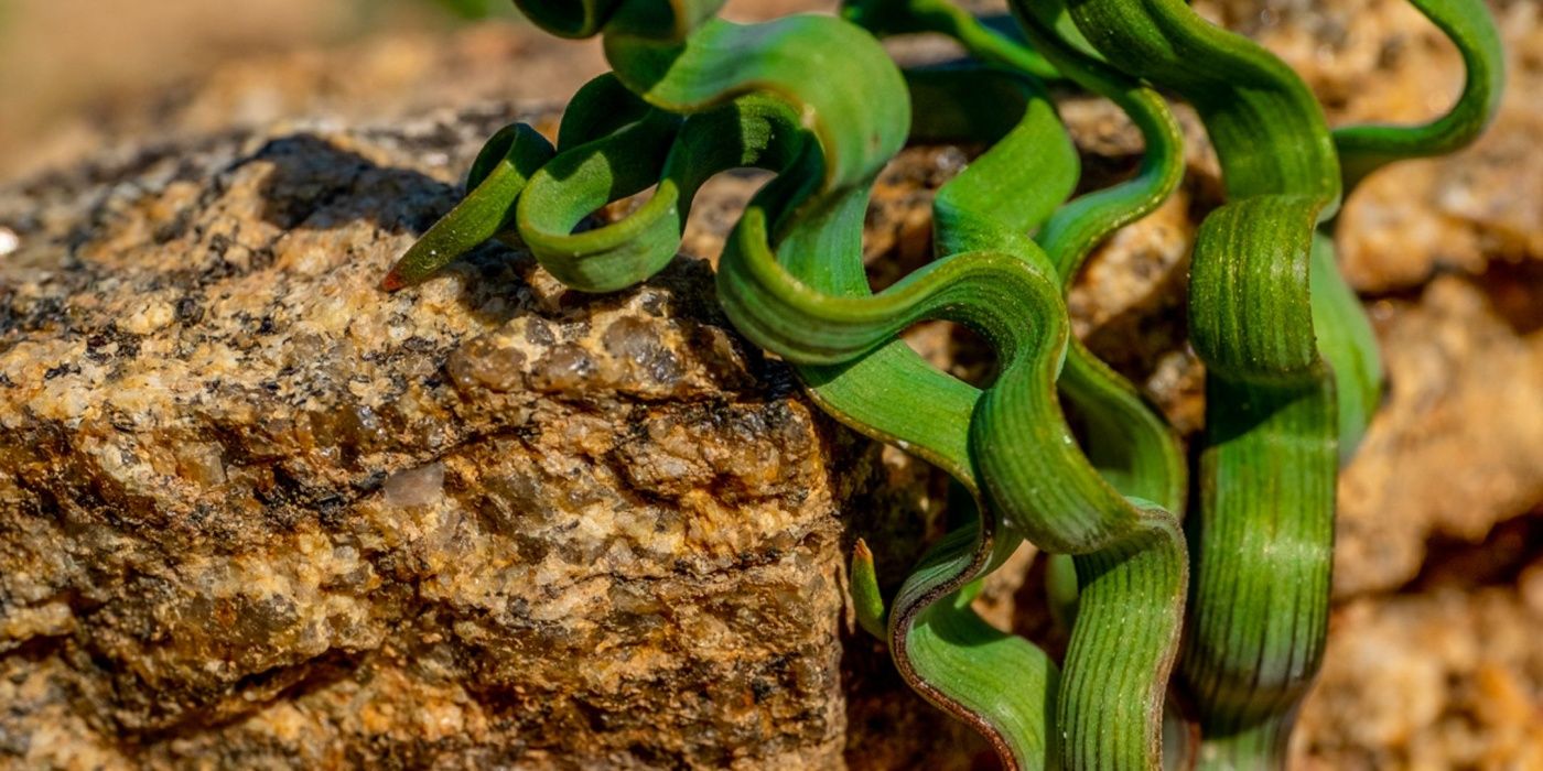 Plants with Strange Yet Stunning Leaves