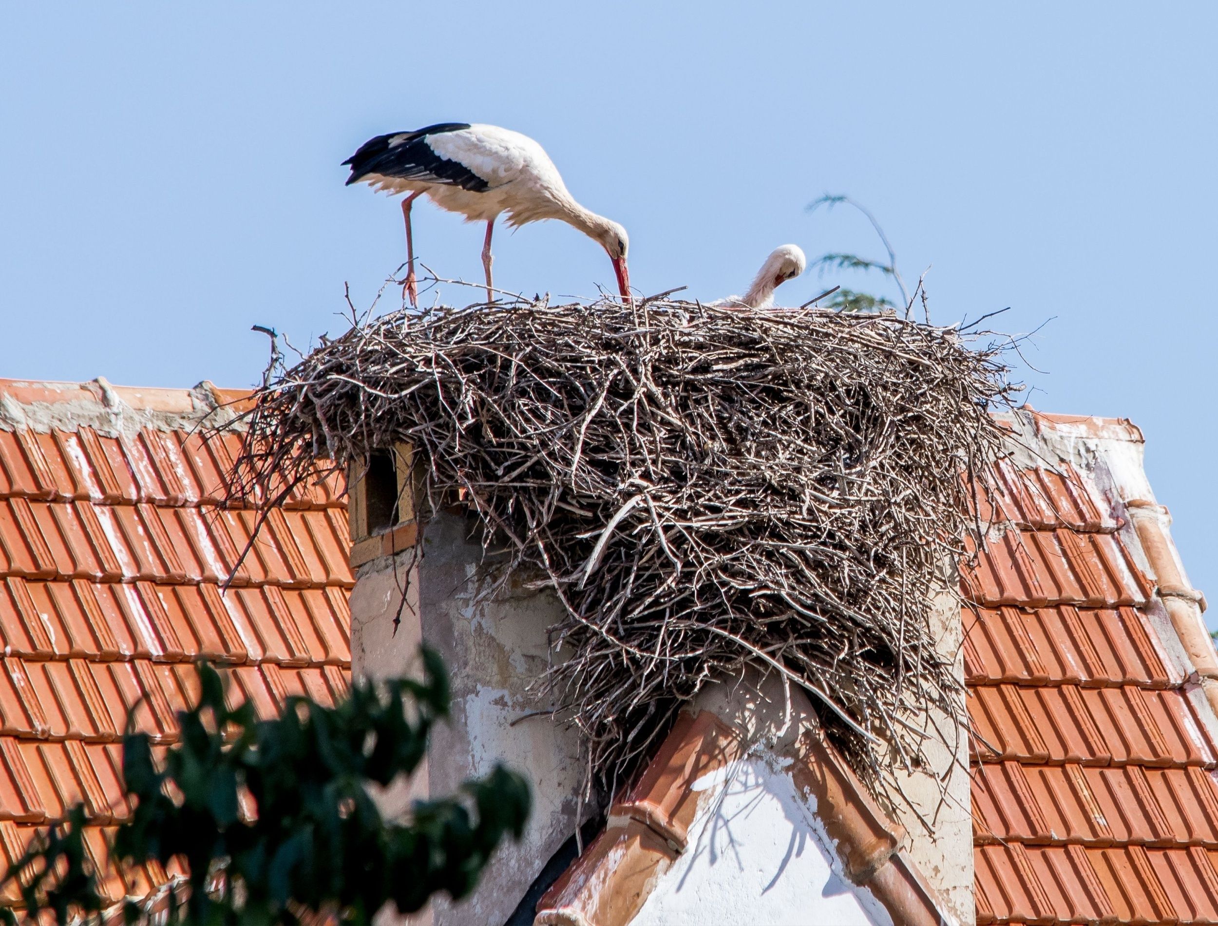 7 Effective Methods to Keep Birds Off Your Roof