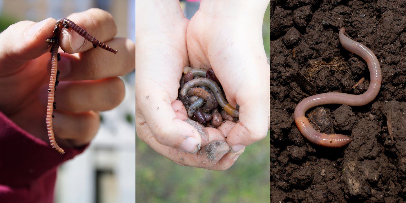 Garden Worms: How They Improve Your Garden Soil