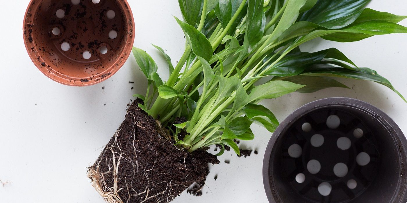 11 Reasons Why Hydrogen Peroxide For Plants is a Must