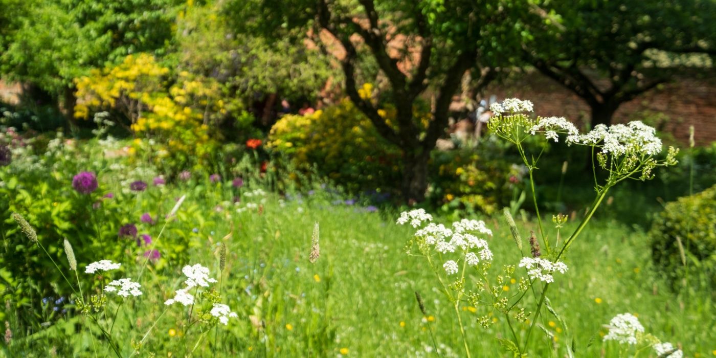 Embracing Nature: Chaos Gardening Unleashed