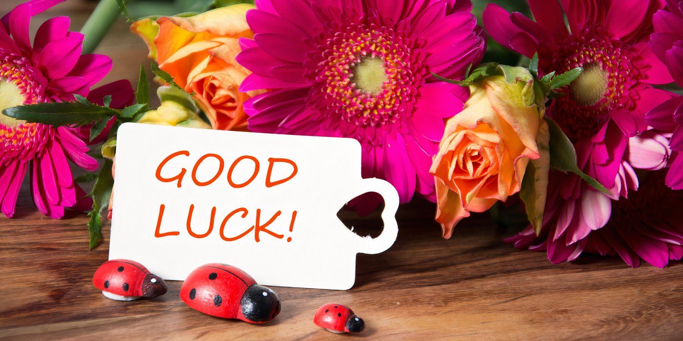 Explore Garden Ladybugs and How They Impact Your Space