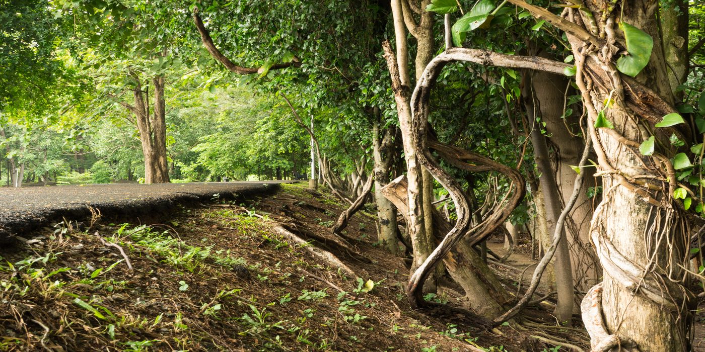 How Invasive Woody Vines are Threatening Tropical Forests