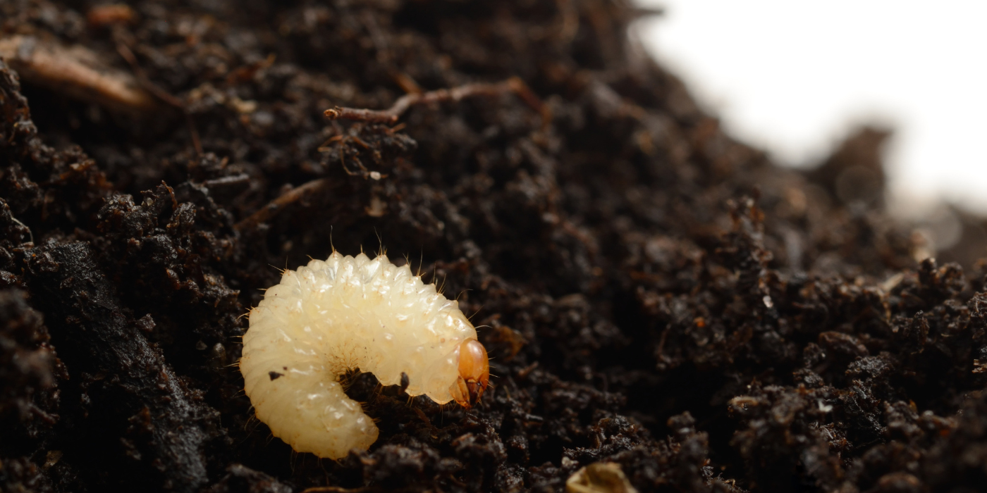 How Soil Nematodes Help With Garden Pest Control