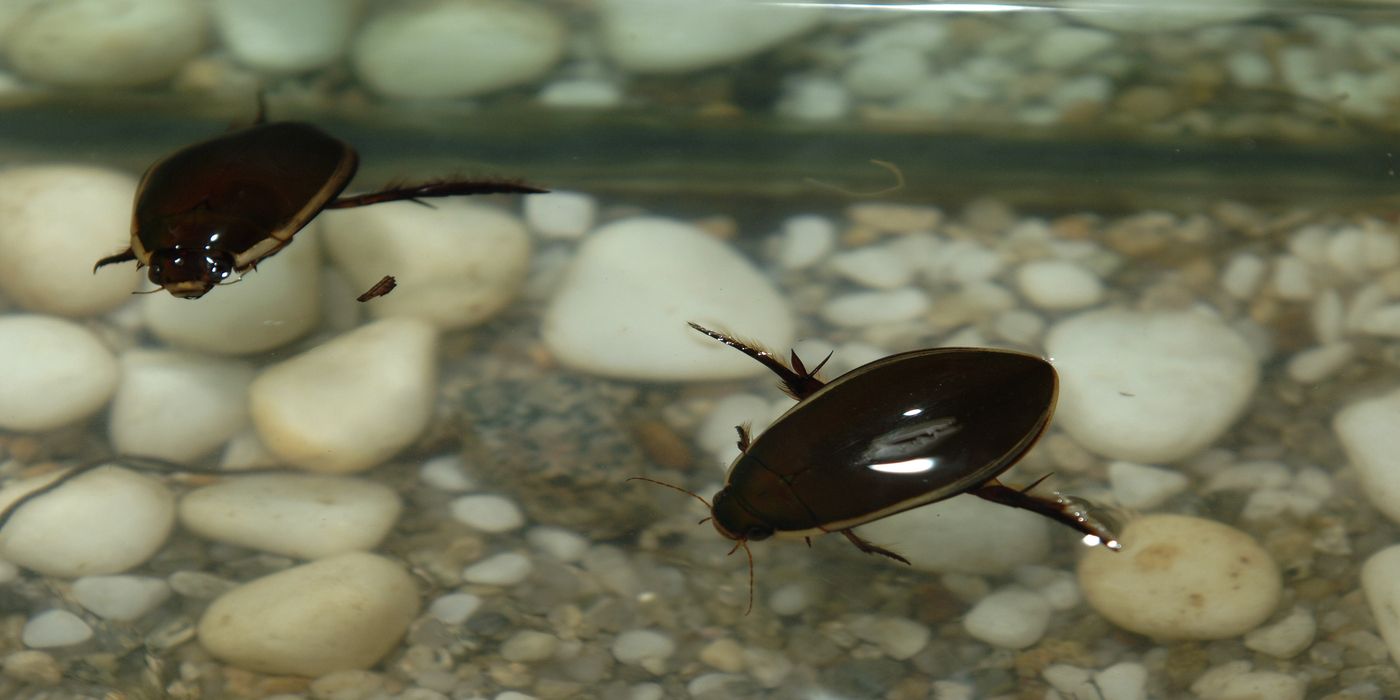 How to Manage Bugs in Your Decorative Fish Pond