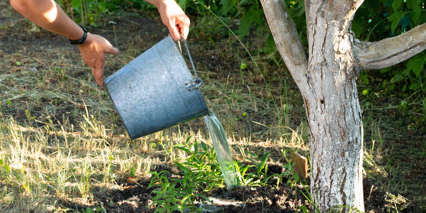 Optimize Garden Watering in June with These 6 Pro Tips