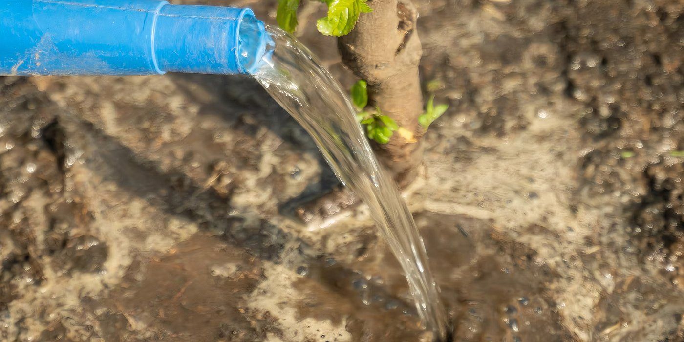 Learn How To Grow Giant Vegetables in Your Backyard Garden