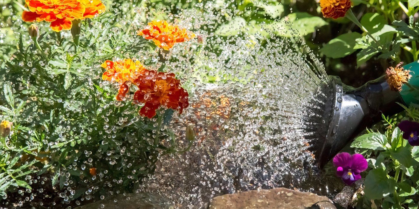 The Ultimate Guide to Garden Rose Care