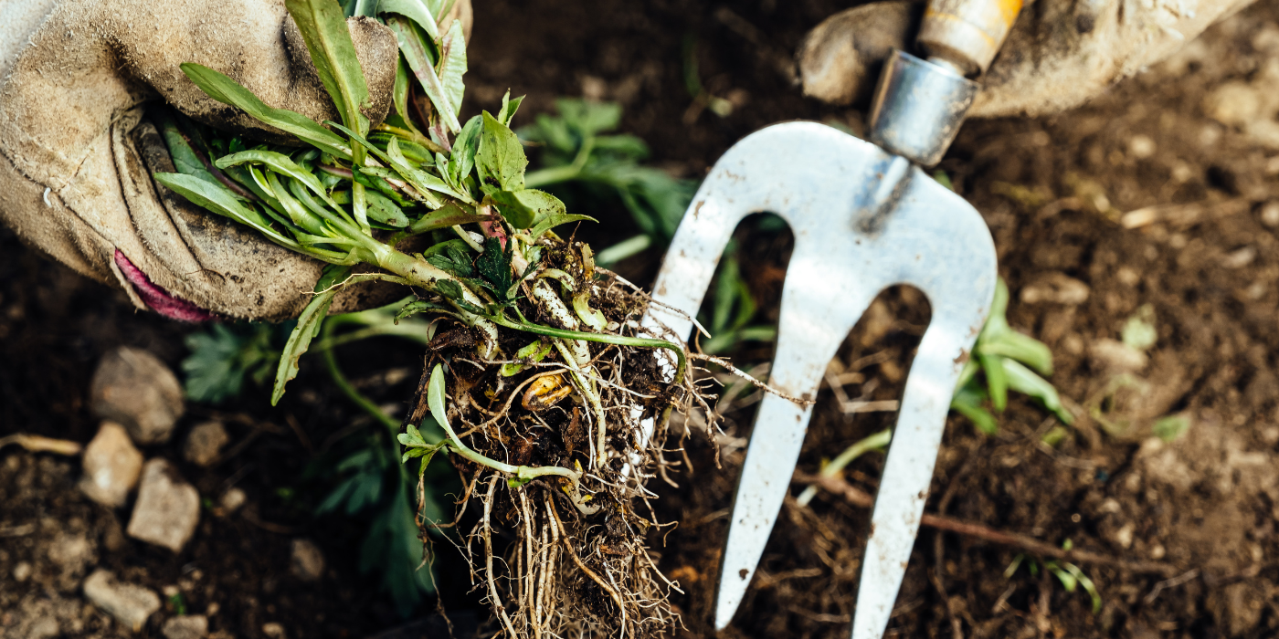 Best Fall Weed Removal Strategies for a Healthier Greener Lawn