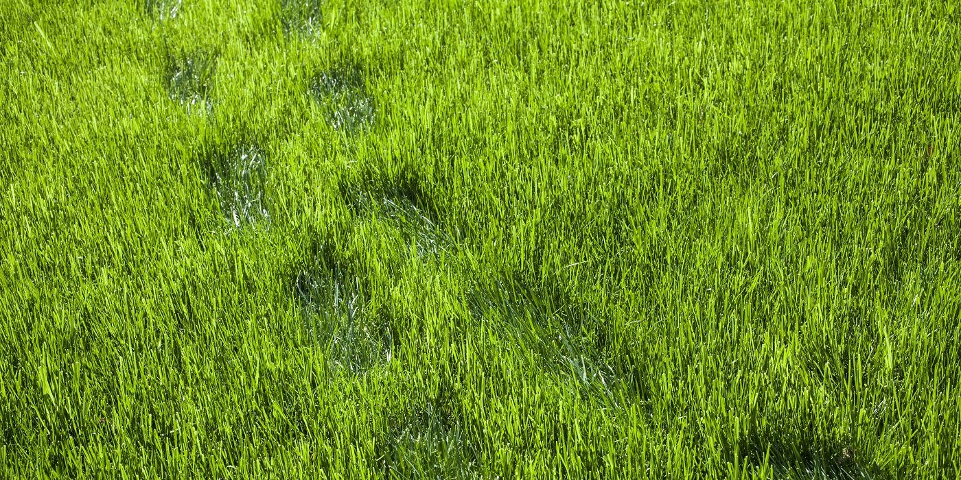 May Lawn Care: To Water or Not to Water?