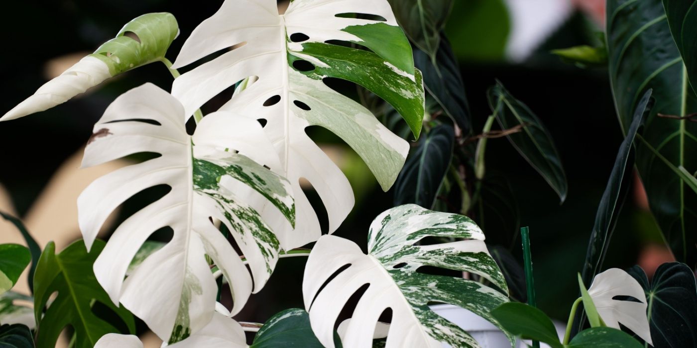 8 Rare Houseplants That Will Leave Your Guests in Awe