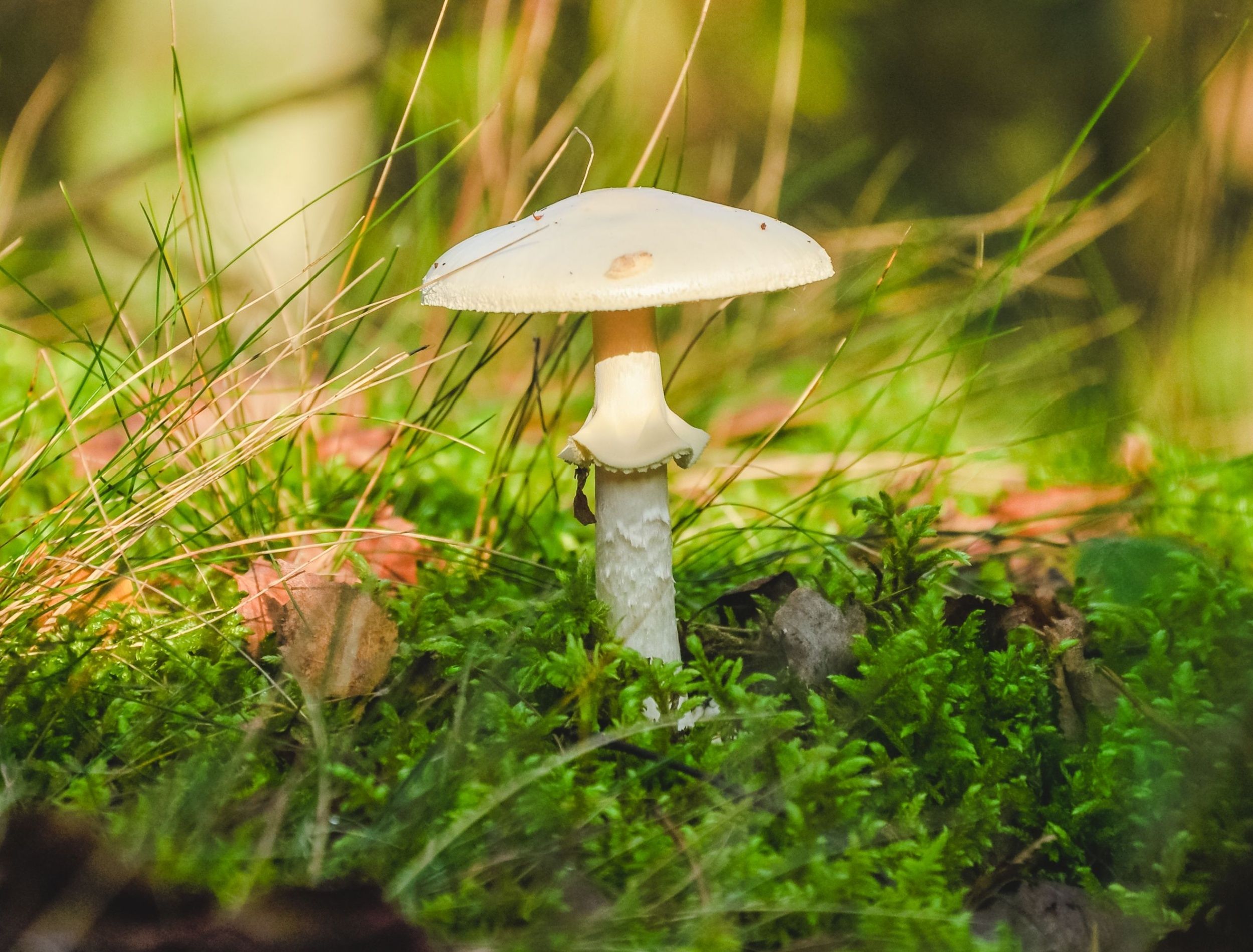 8 Rarest Mushrooms: Keeping an Eye on Exotic Plants