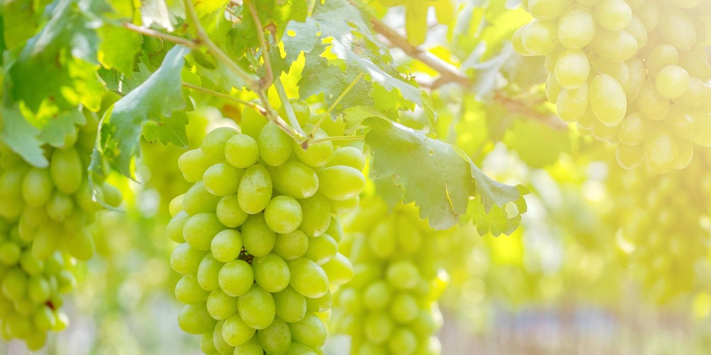 A Guide to Growing Grapes and Crafting Homemade Wine