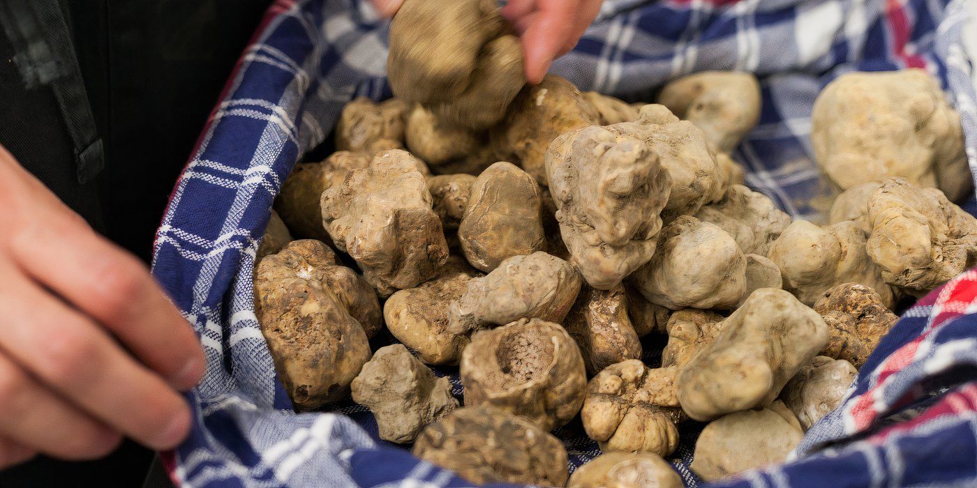 8 Rarest Mushrooms: Keeping an Eye on Exotic Plants