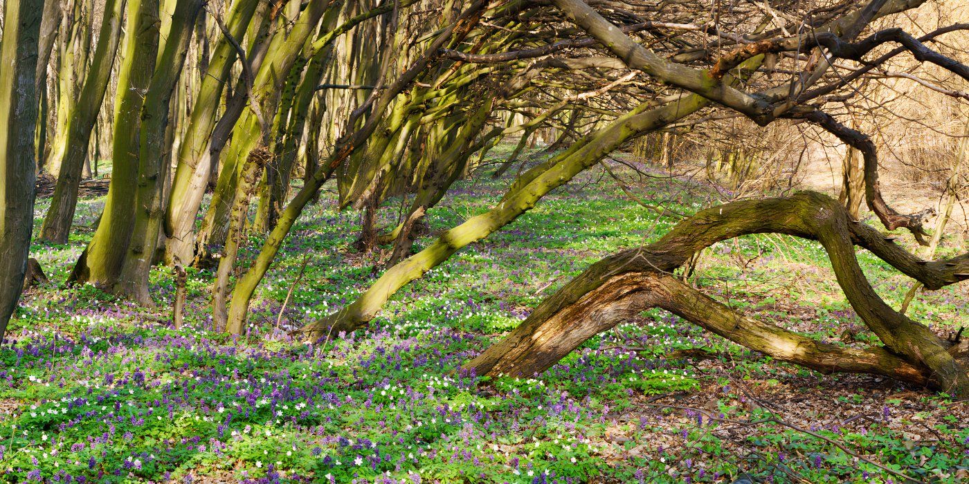 Rewilding: Landscaping Ideas That Support Native Plants and Animals