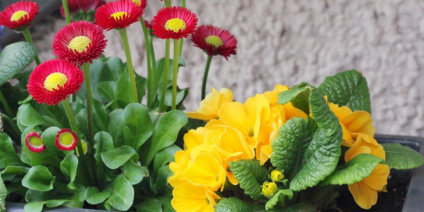 Add Colorful Window Boxes to Your Outdoor Design