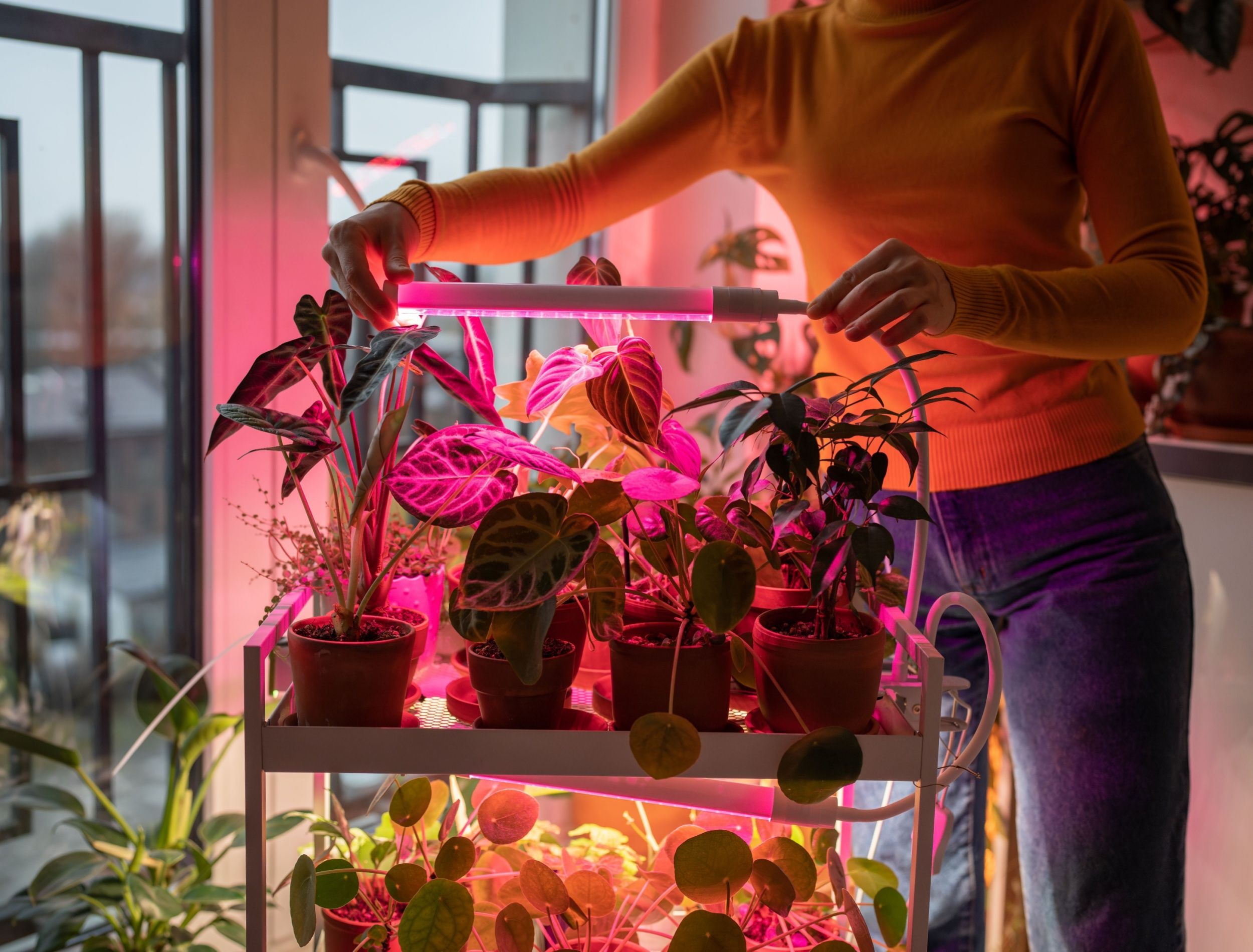How to Grow Eggplant: Top Tips for Planting Eggplant