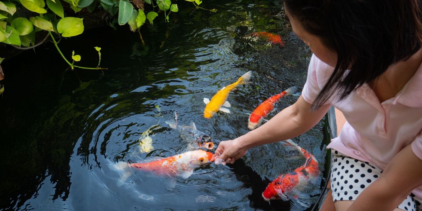 Mastering the Art of Feeding Your Pond Fish
