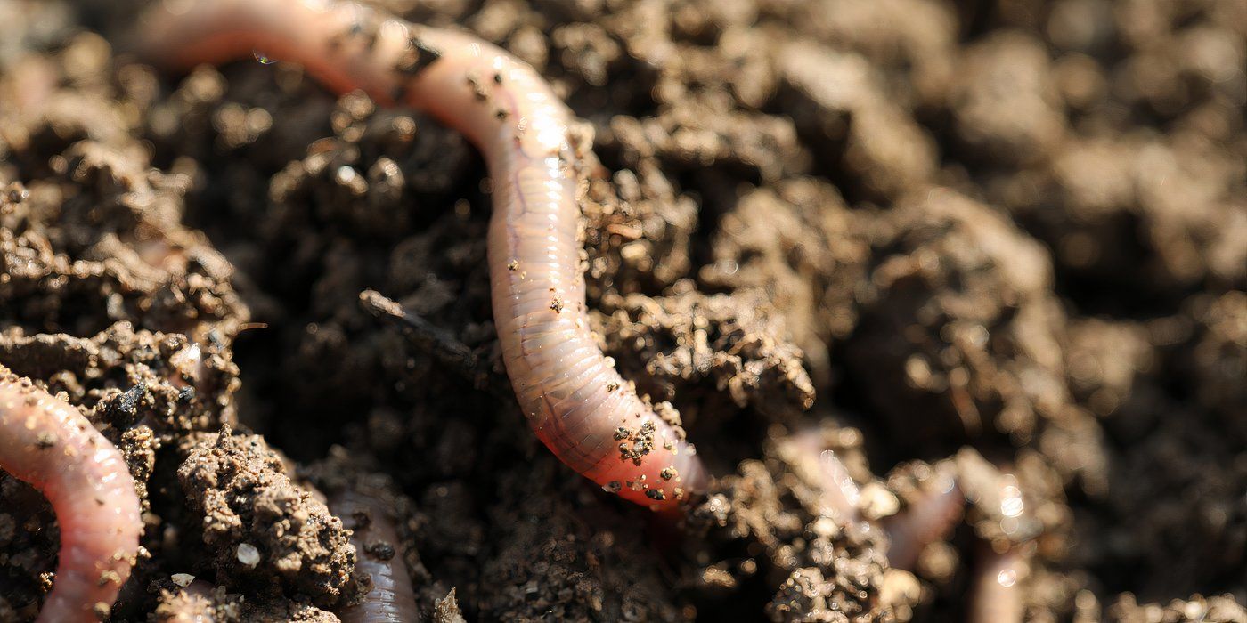 Garden Worms: How They Improve Your Garden Soil