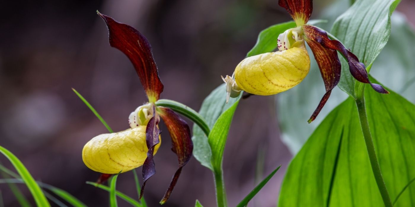 Show Off Your Garden With These 7 Highly Unique Flowers