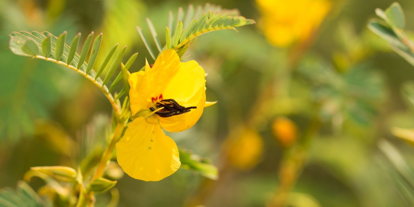 Color Trends For Your May Garden