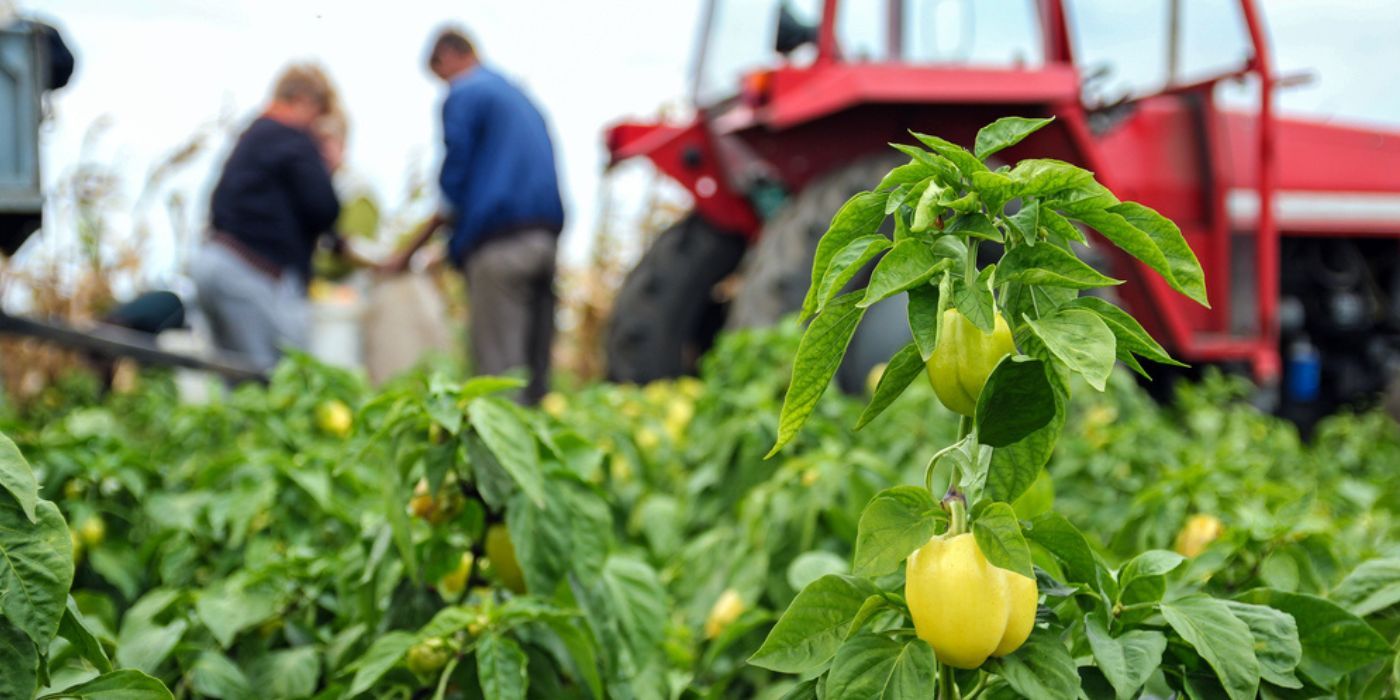 Get Into Farming For Fun With a Hobby Farm