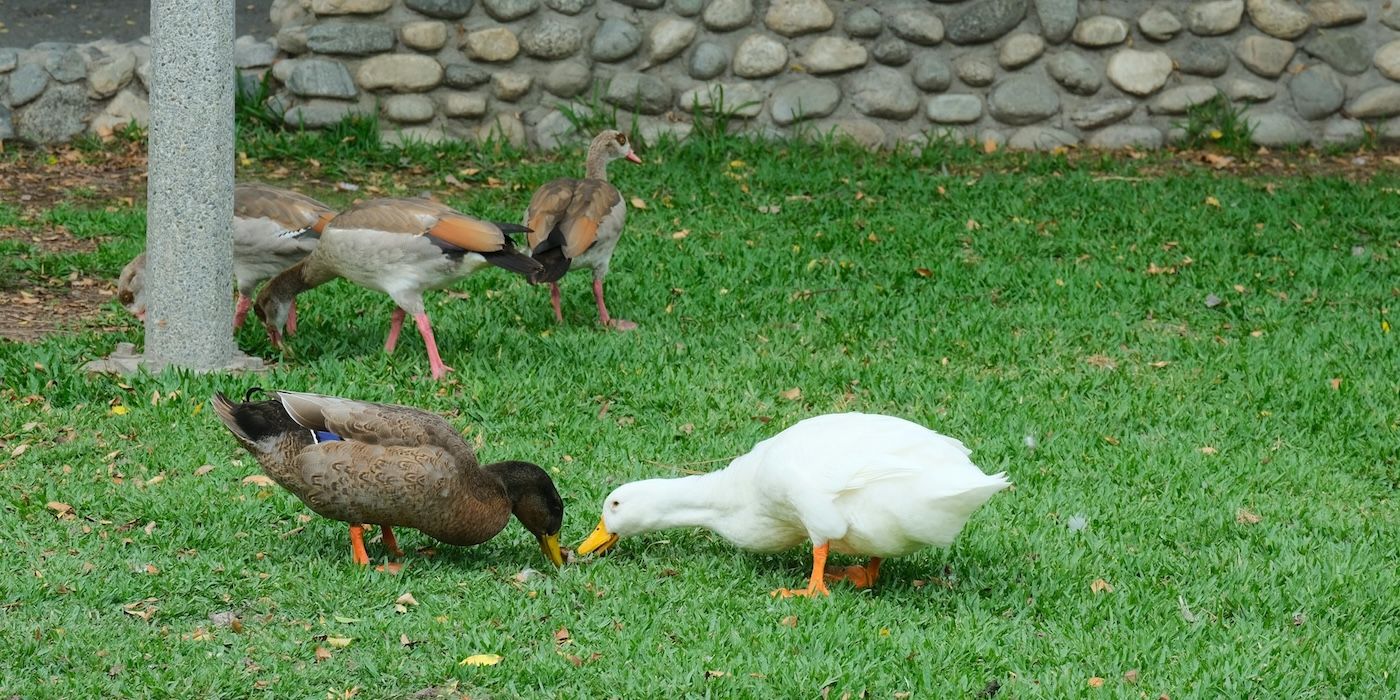Are Ducks a Good Addition to Your Garden Pond?