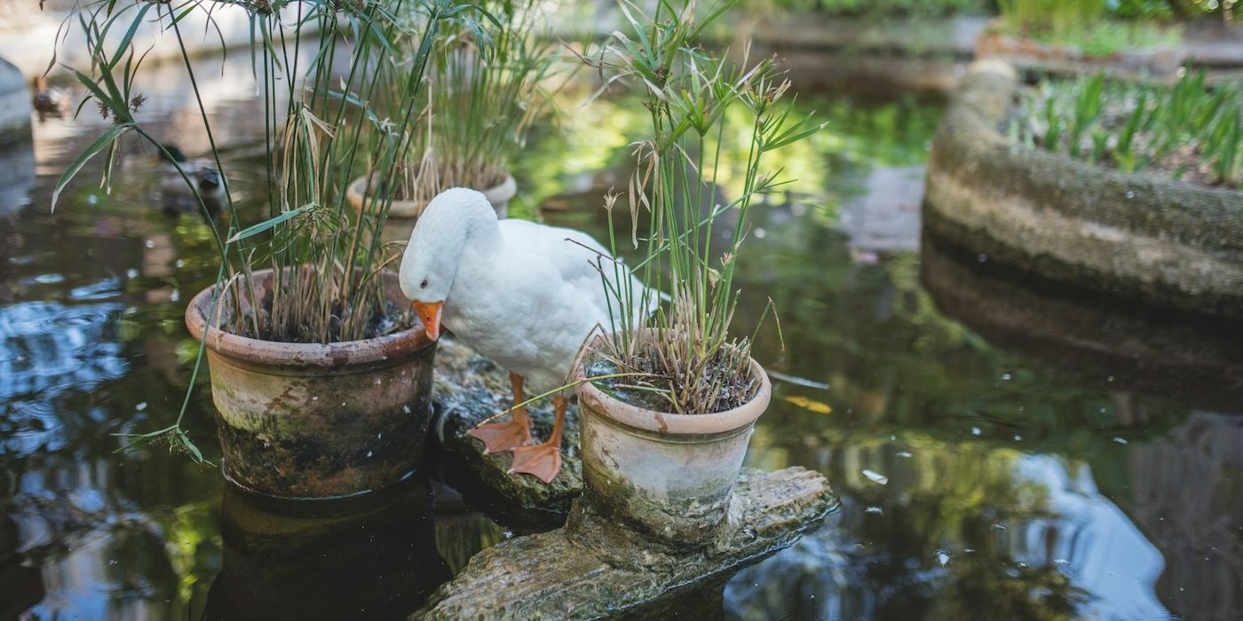 Create a Backyard Wildlife Sanctuary: 5 Simple Ways to Attract Nature