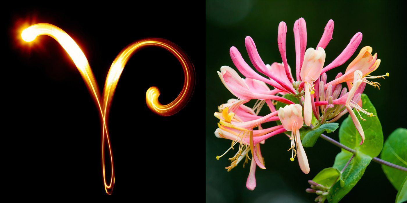 Zodiac Sign Flowers: 12 Stunning Options For Your Garden Design