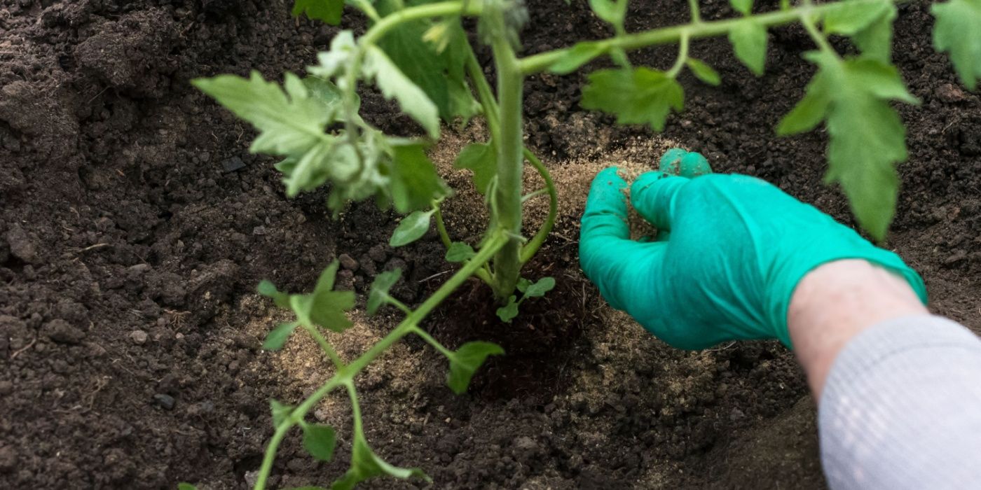 Top 6 Organic Fertilizers to Enrich Your Garden