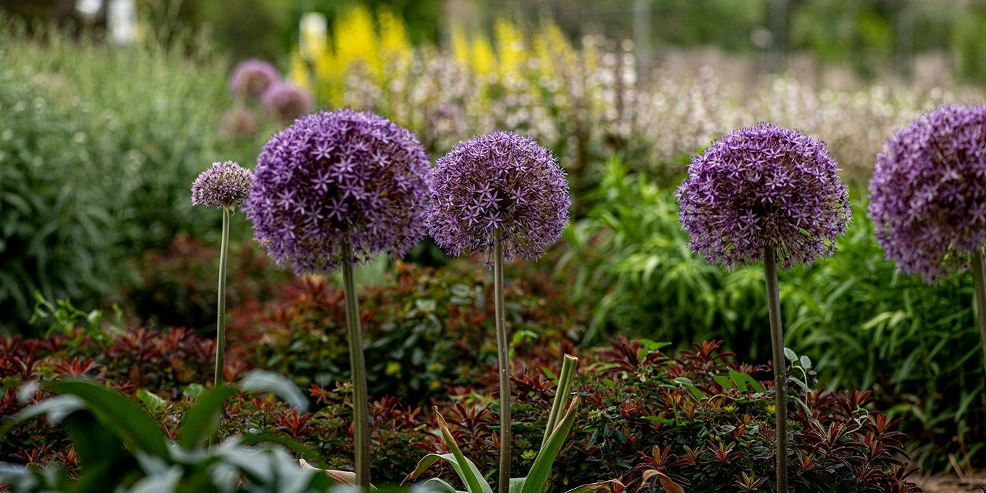 These Summer Flowers Bloom All Season Long
