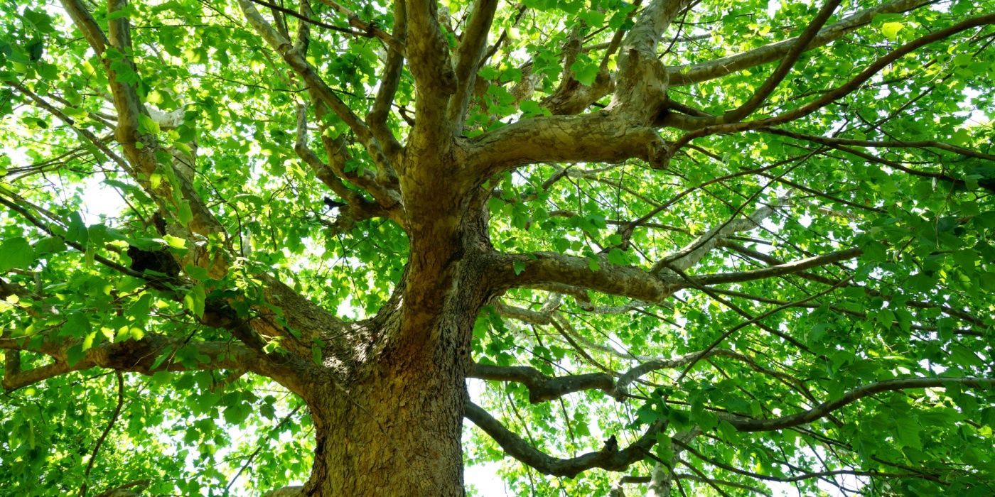 Shade Your Yard Naturally: 6 Best Trees to Plant
