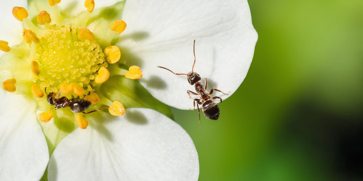 7 Under-the-Radar Pollinators You Want in Your Garden