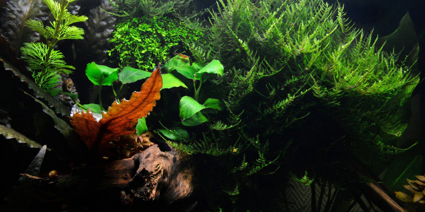 Water Gardens: Build Soothing Aquatic Garden in Your Yard