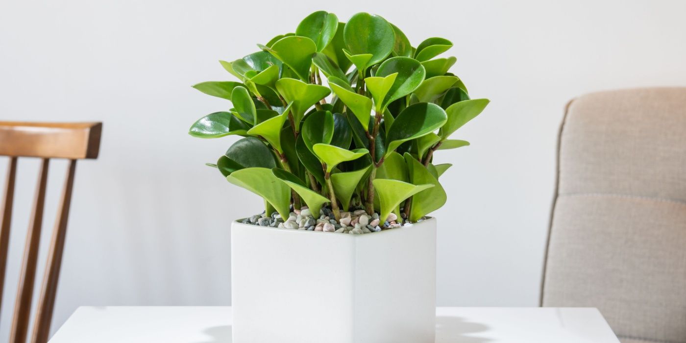 7 Indoor Plants That Are Pet and Kid Friendly